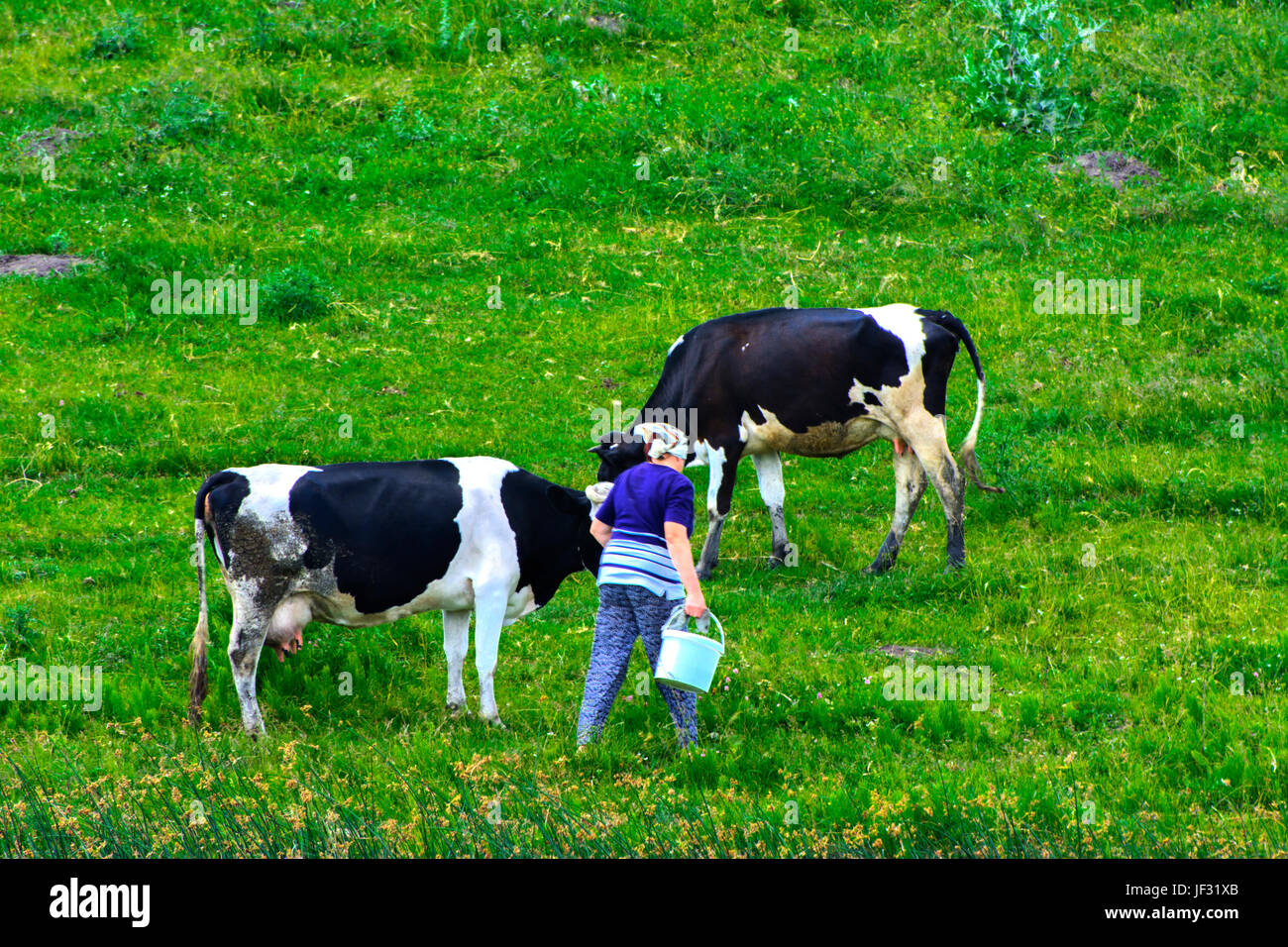 A large herd of cows. Milkmaid milking cows right in the field Stock ...