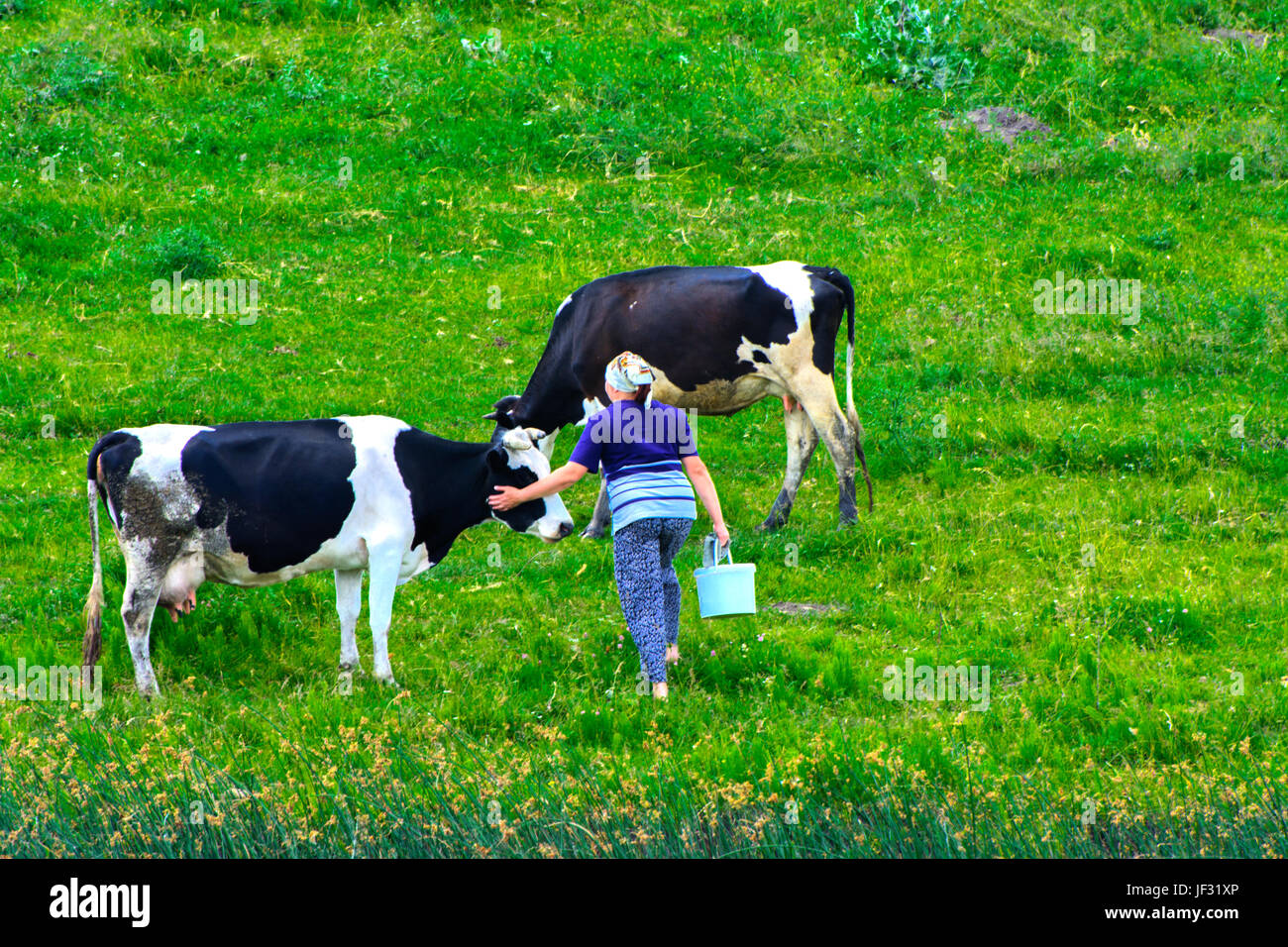 A large herd of cows. Milkmaid milking cows right in the field Stock ...