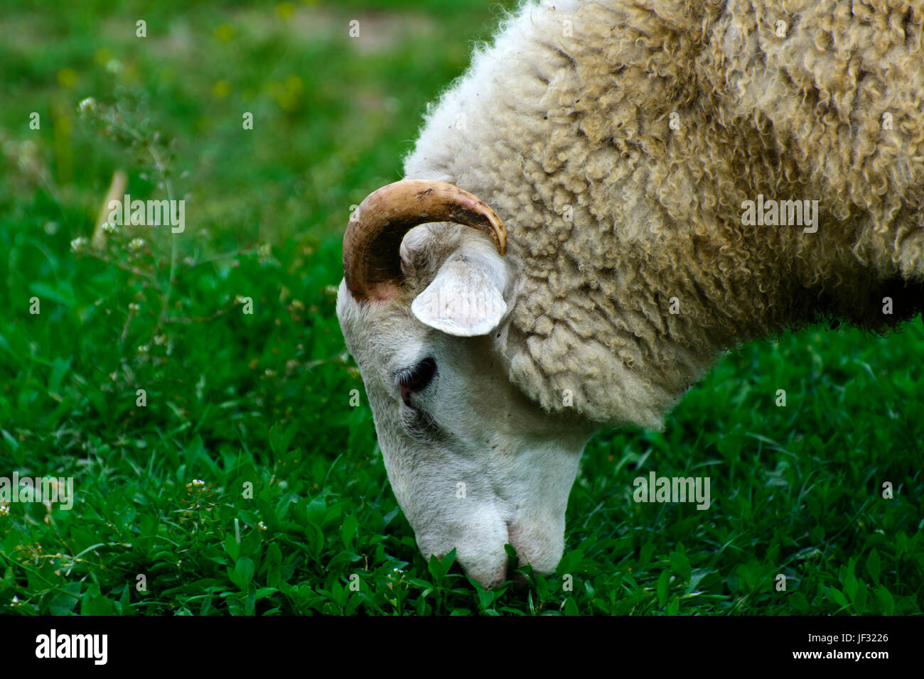 A lone sheep grazing on a beautiful meadow for grazing Stock Photo - Alamy