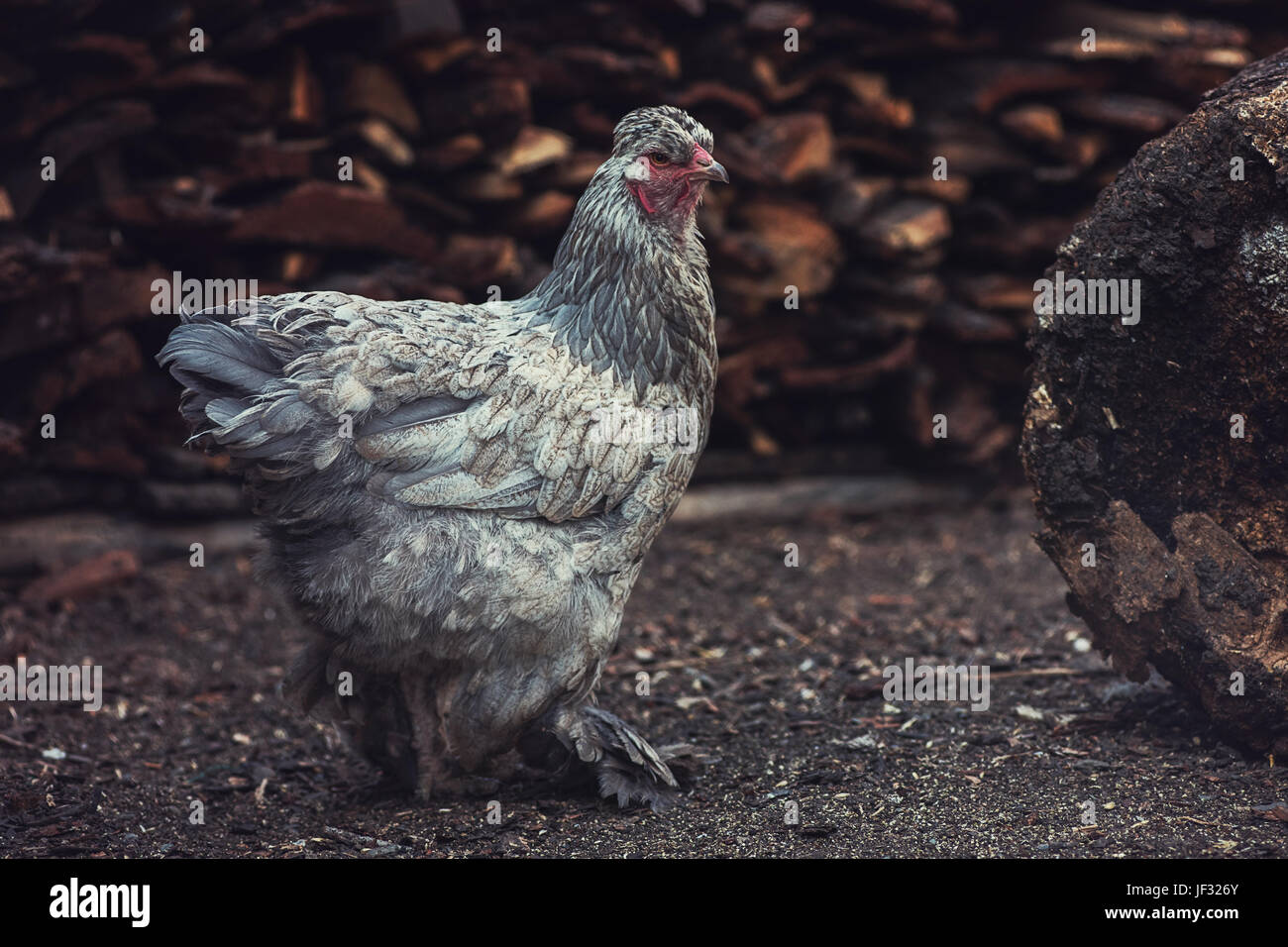 Chicken walking in the yard in countryside Stock Photo - Alamy