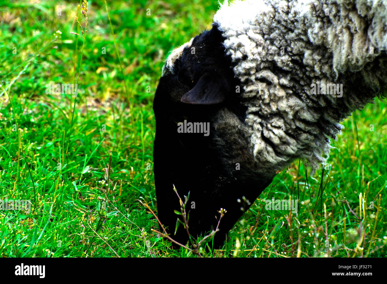 A lone sheep grazing on a beautiful meadow for grazing Stock Photo - Alamy