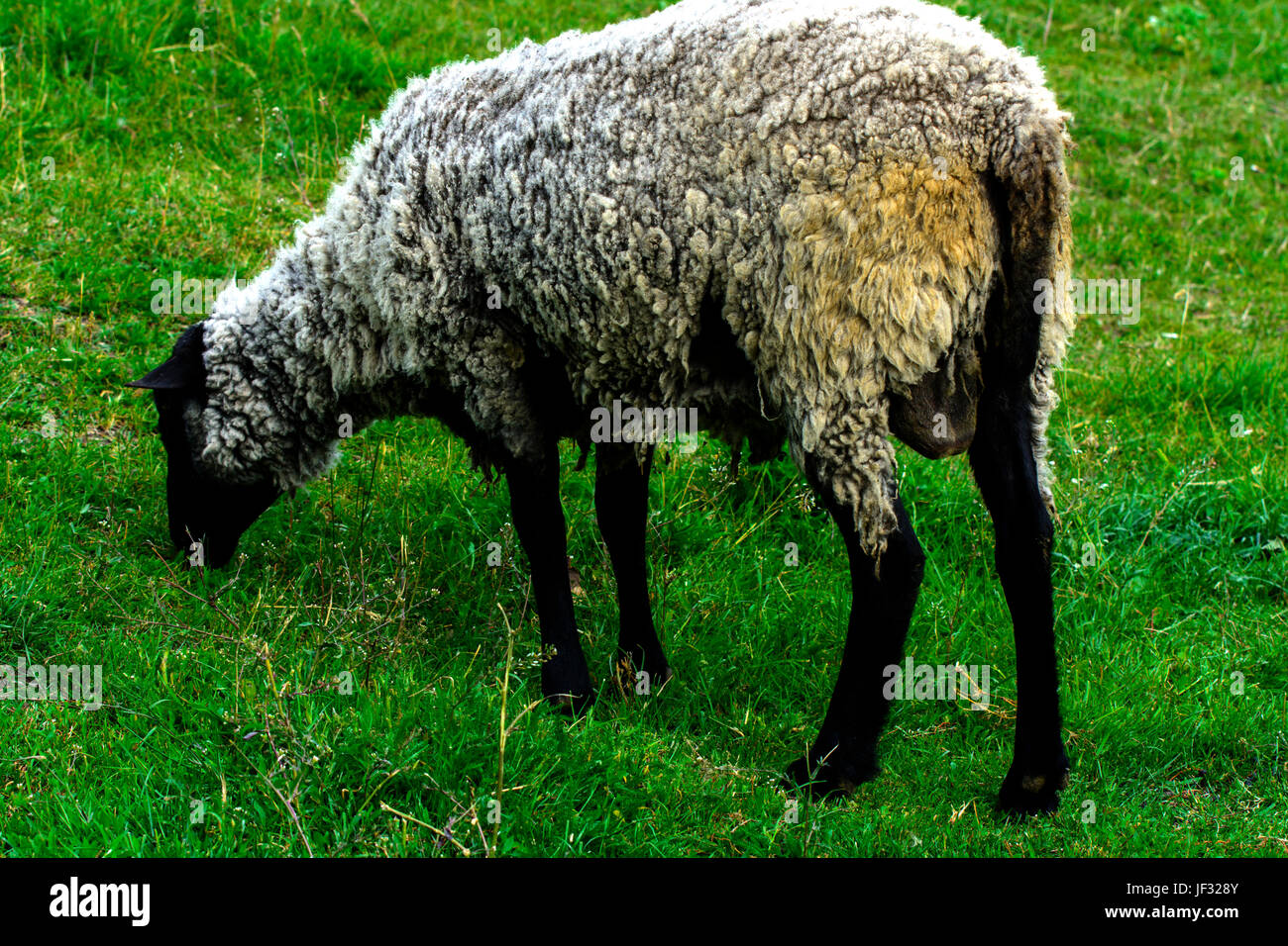 A lone sheep grazing on a beautiful meadow for grazing Stock Photo - Alamy
