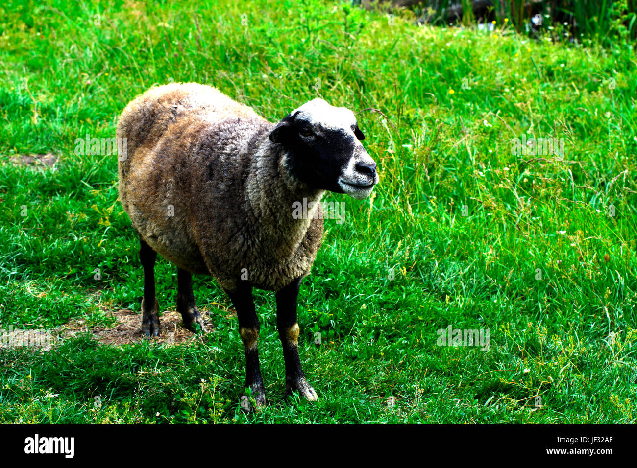 A lone sheep grazing on a beautiful meadow for grazing Stock Photo - Alamy