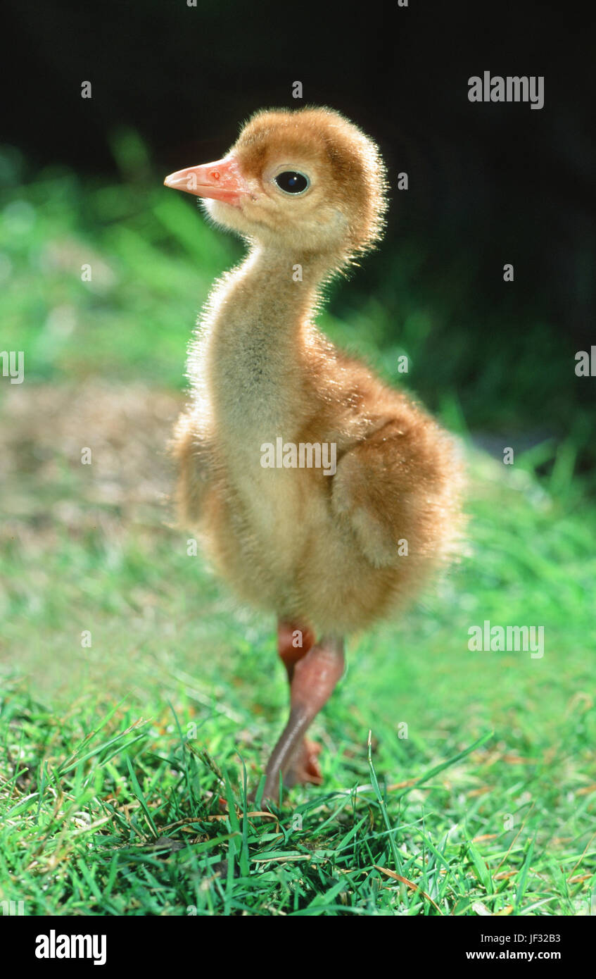 Precocial bird hi-res stock photography and images - Alamy