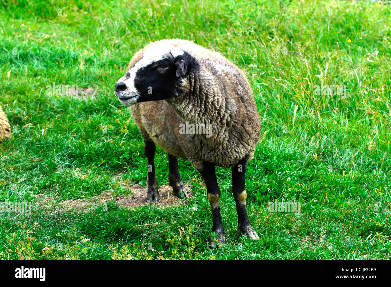 A lone sheep grazing on a beautiful meadow for grazing Stock Photo - Alamy