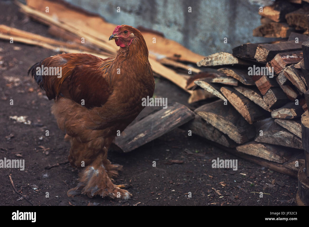 Chicken walking in the yard in countryside Stock Photo - Alamy