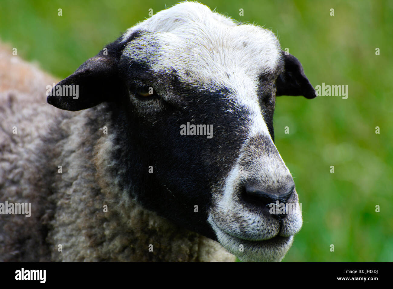 A lone sheep grazing on a beautiful meadow for grazing Stock Photo - Alamy