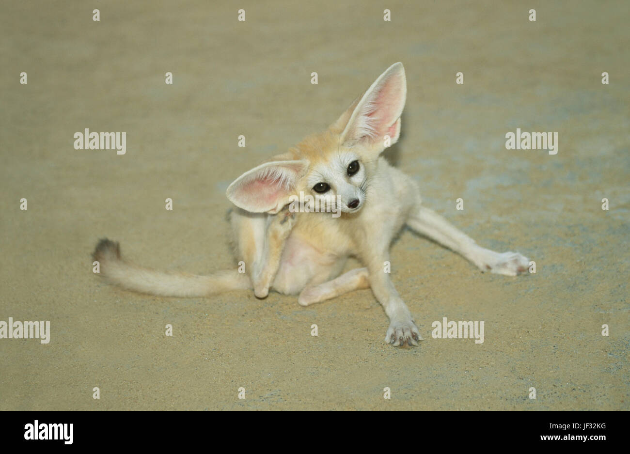 Fox scratching ear hi-res stock photography and images - Alamy