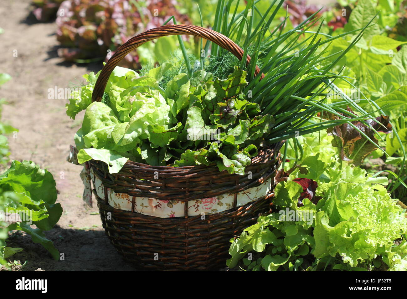 Vegetable patch basket hi-res stock photography and images - Alamy