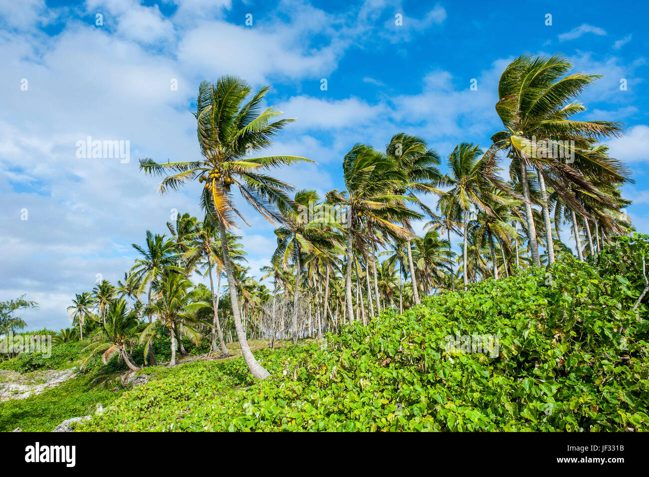 Tonga holidays hi-res stock photography and images - Alamy