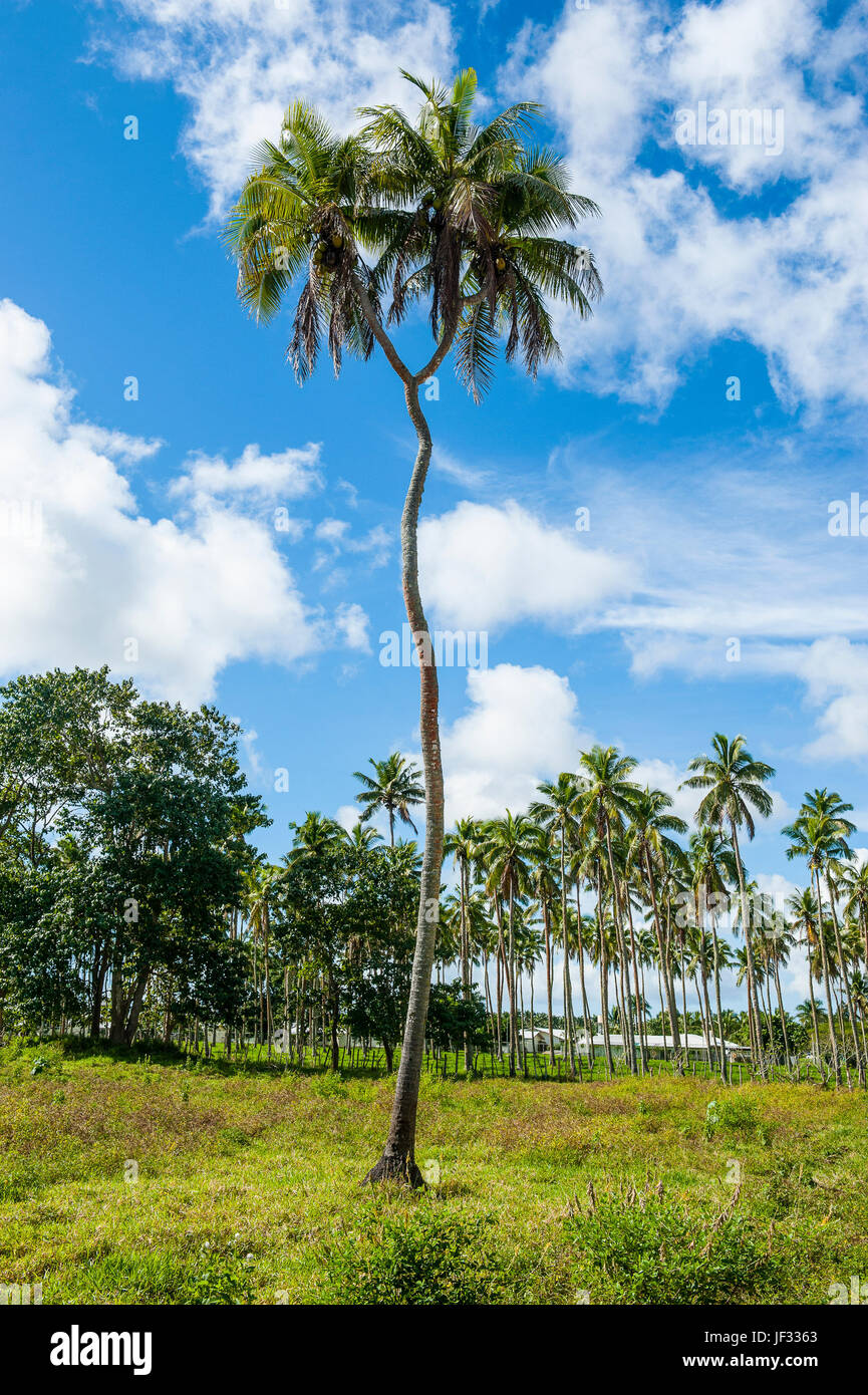 Very rare double headed palm tree, Tongatapu, Tonga, South Pacific ...