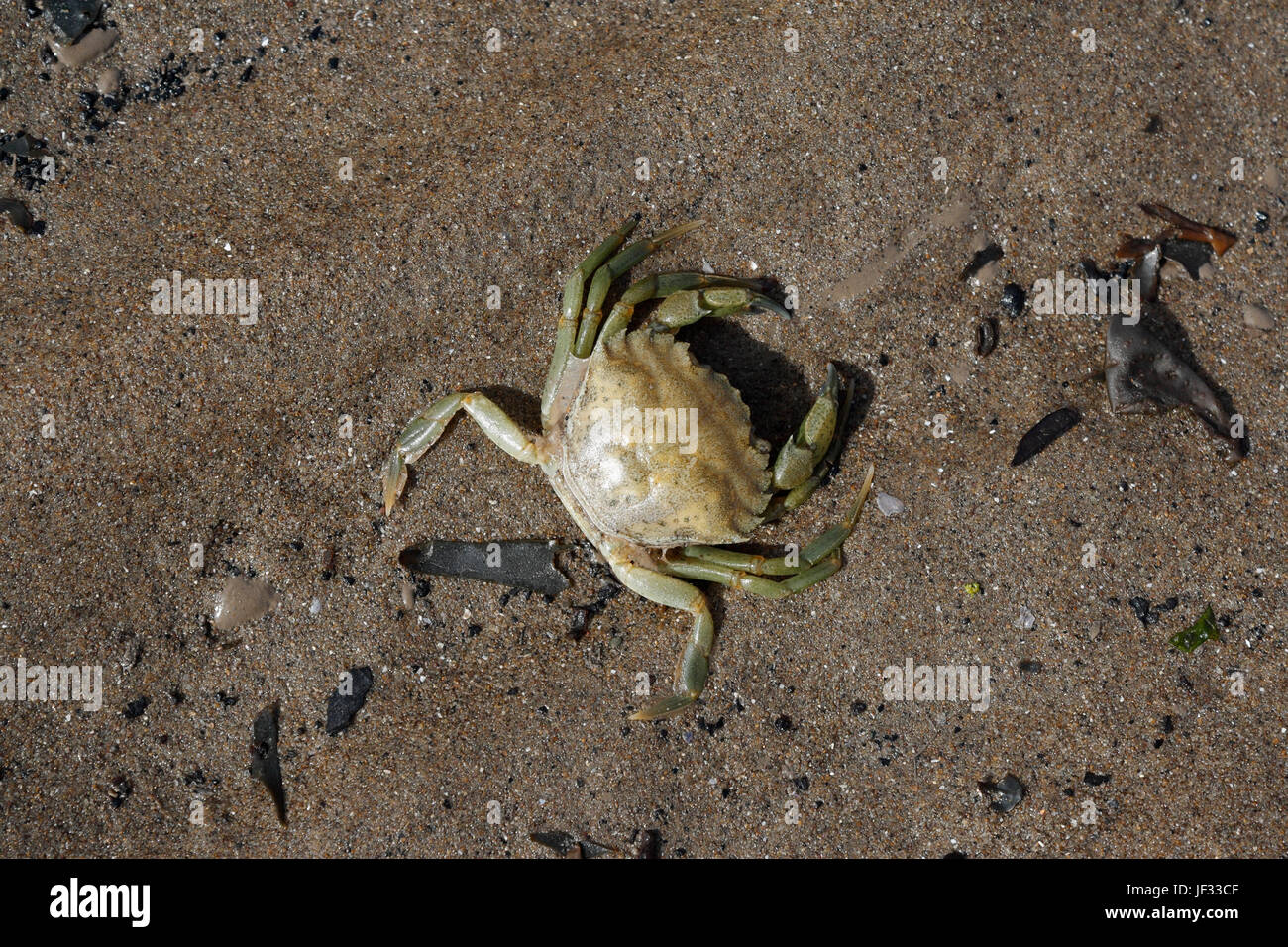 Dead Crab shell on beach Marine life Stock Photo - Alamy