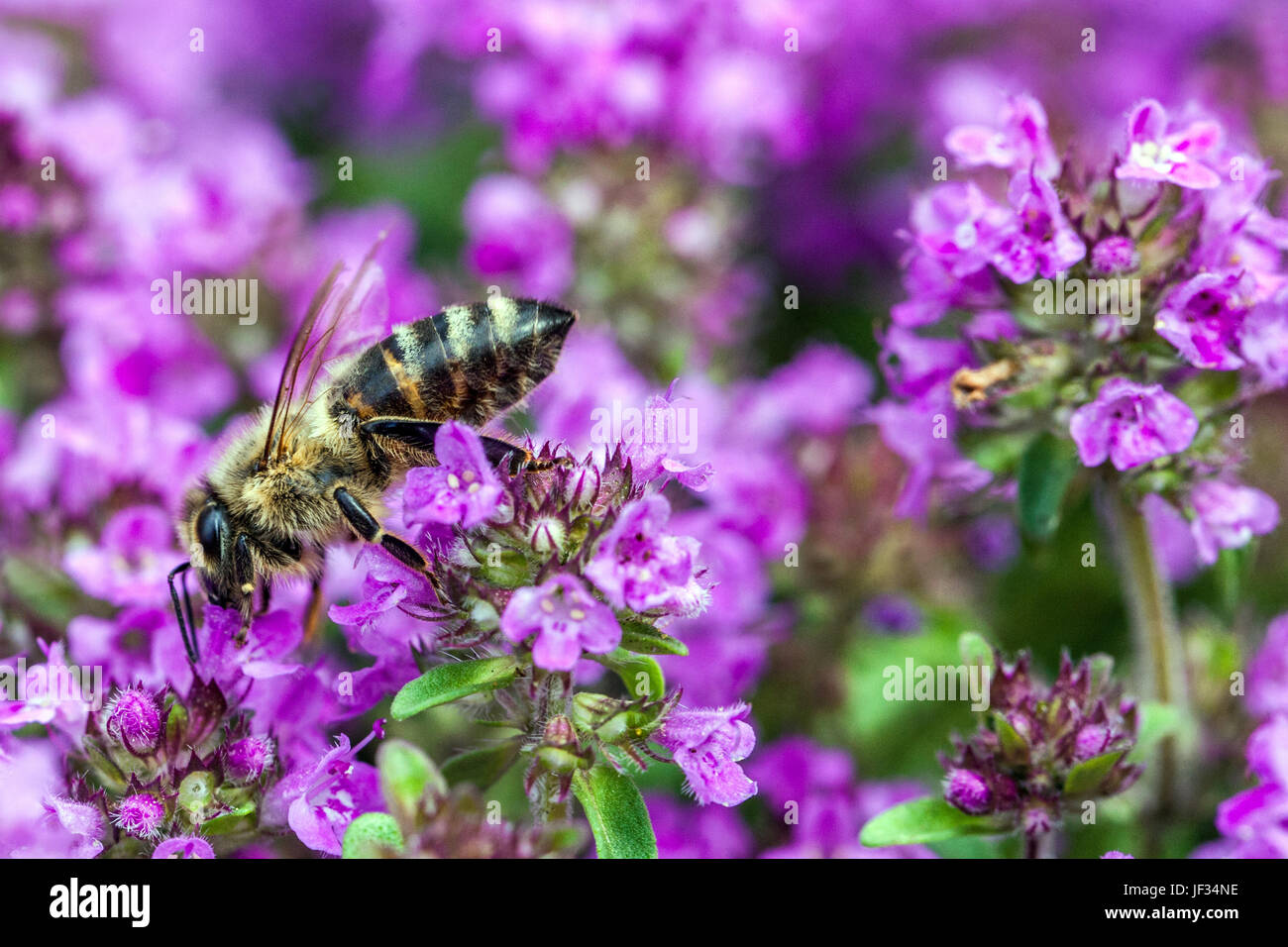Bee on Thymus pulegioides 'Kurt', Broad-leaved thyme, Lemon thyme ...