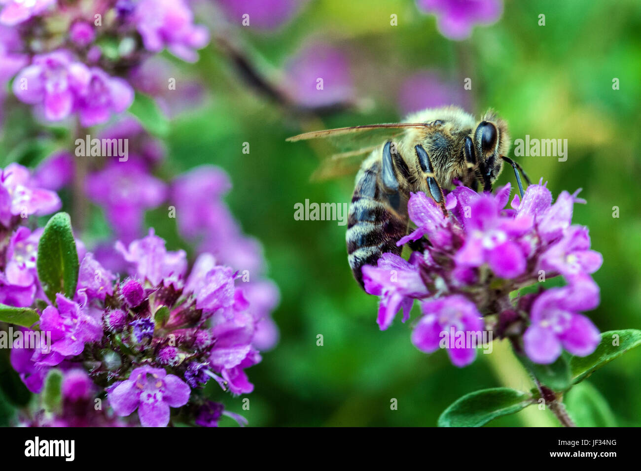Bee on Thymus pulegioides 'Kurt', Broad-leaved thyme, Lemon thyme ...