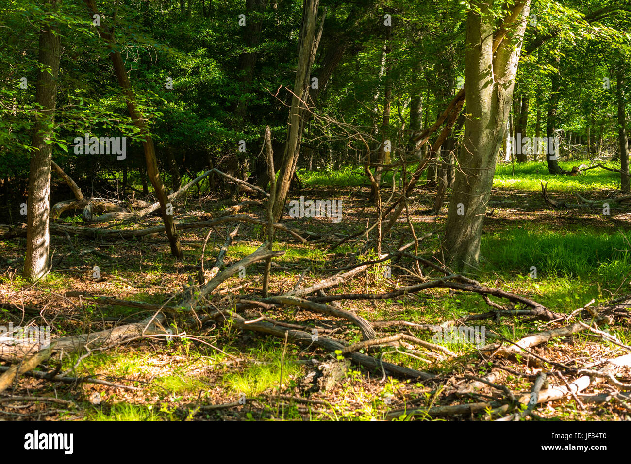 Dead tree branches are scattered on the floor of the woods Stock Photo ...