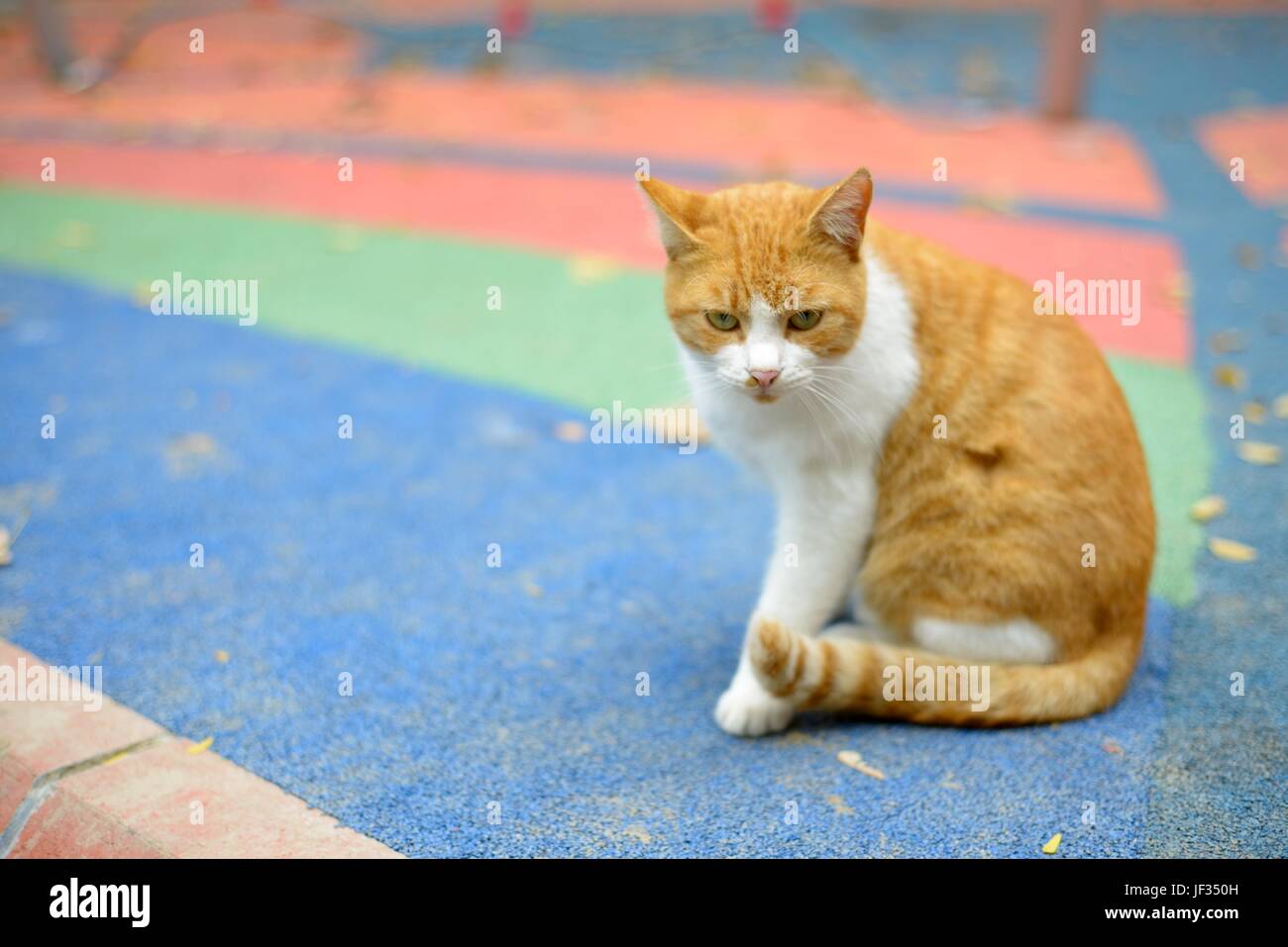 Homeless cute cat Stock Photo - Alamy