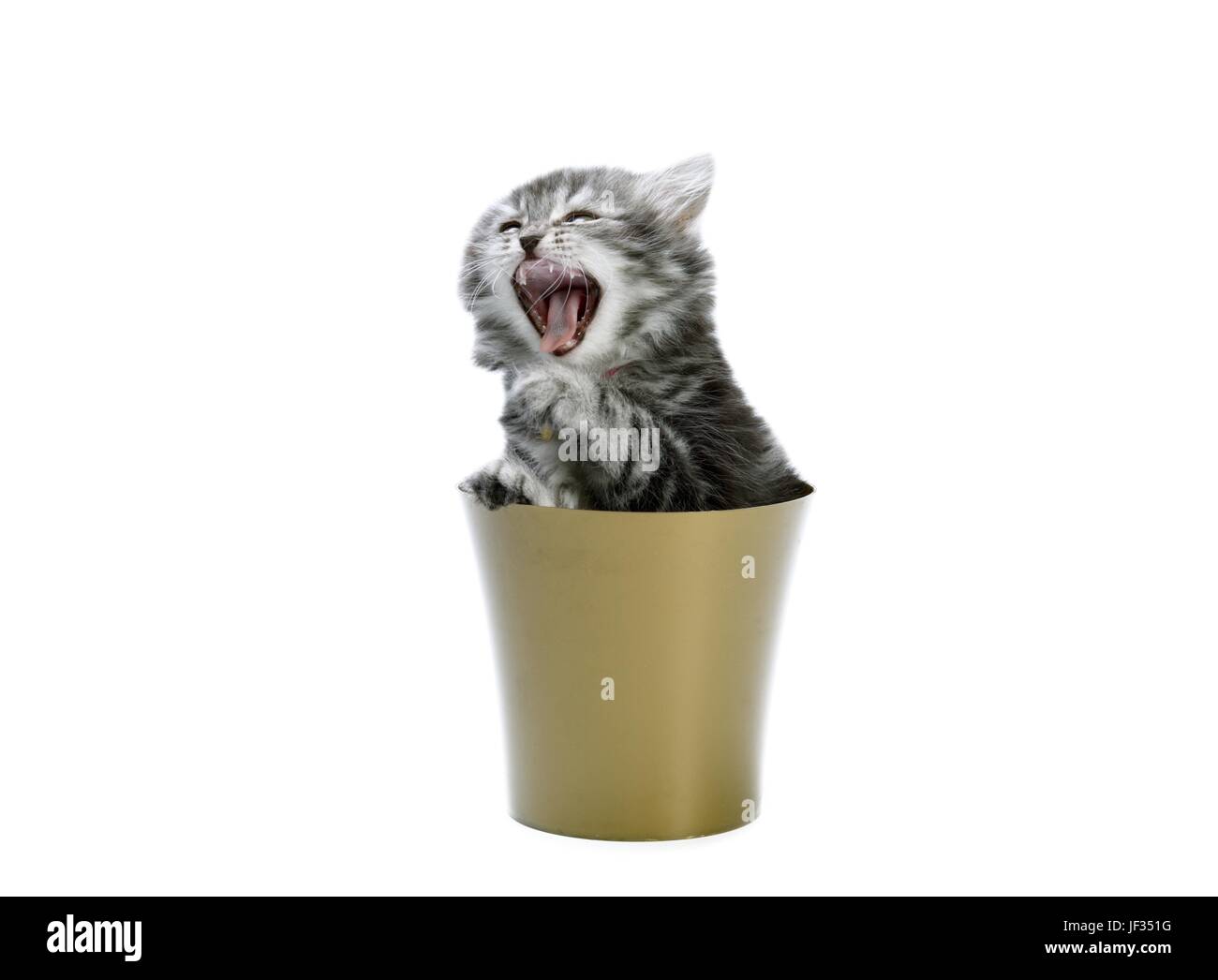 Pussycat cat Cut Out Stock Images & Pictures - Alamy