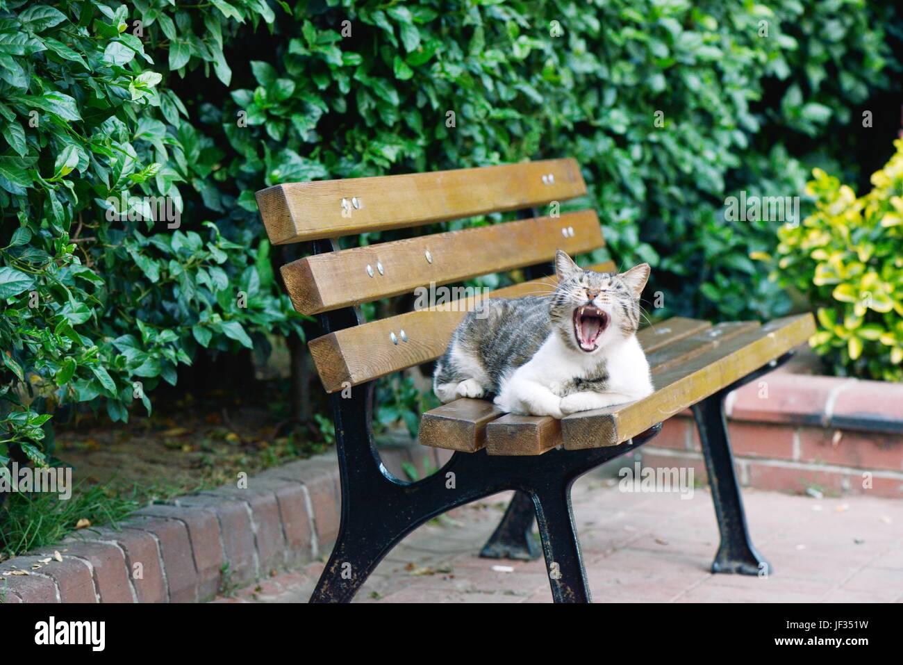 Homeless cute cat Stock Photo - Alamy