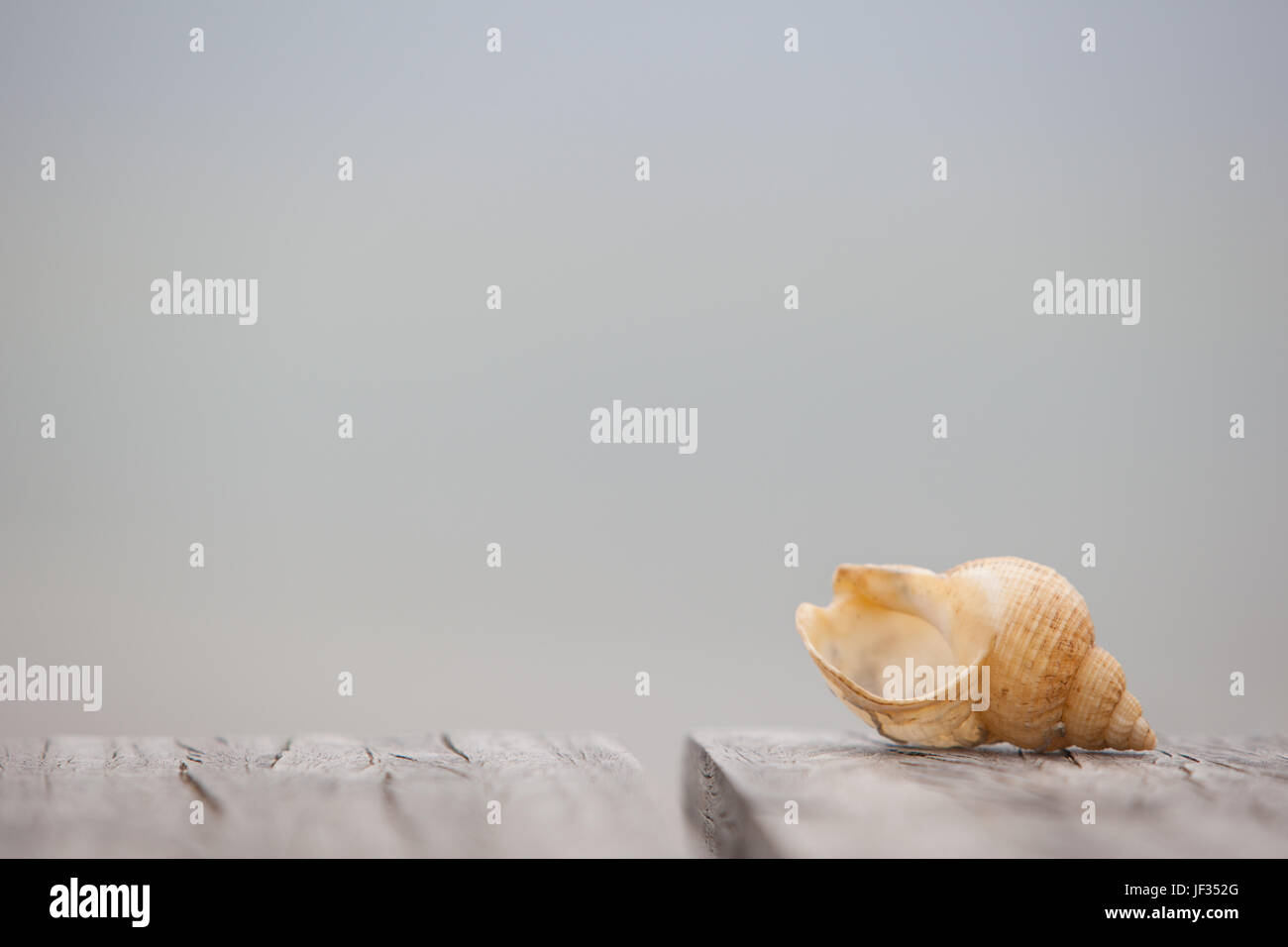 Empty seashell on a beach hi-res stock photography and images - Alamy