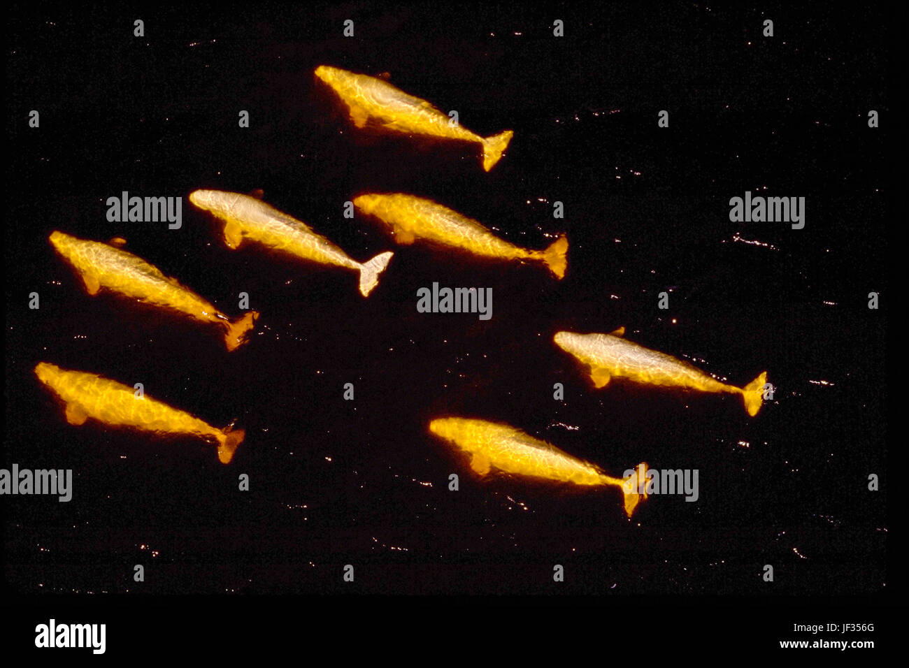 A pod of beluga whales visiting the Seal River estuary, north of ...