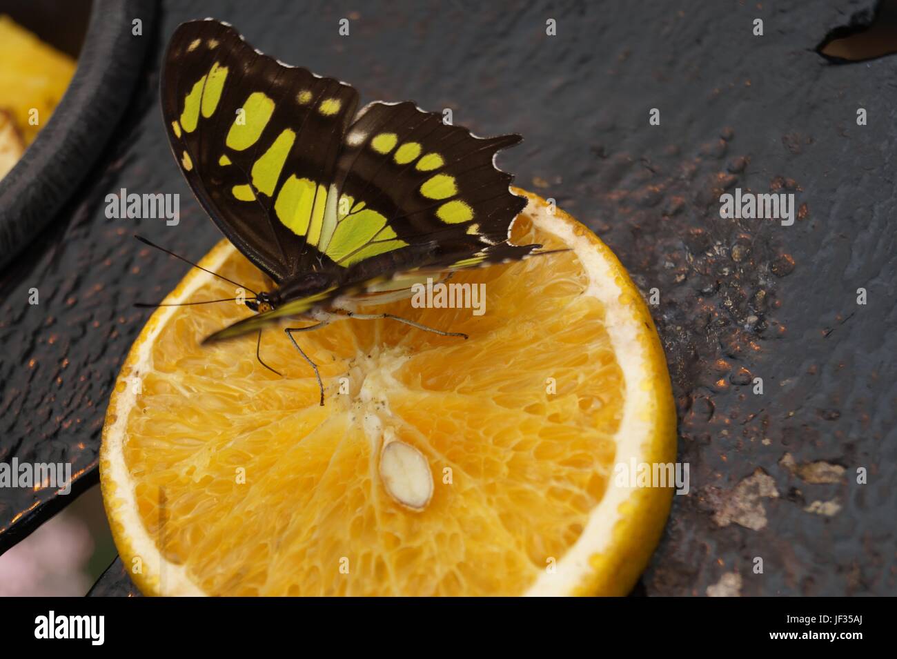 Orange slice butterfly hi-res stock photography and images - Alamy