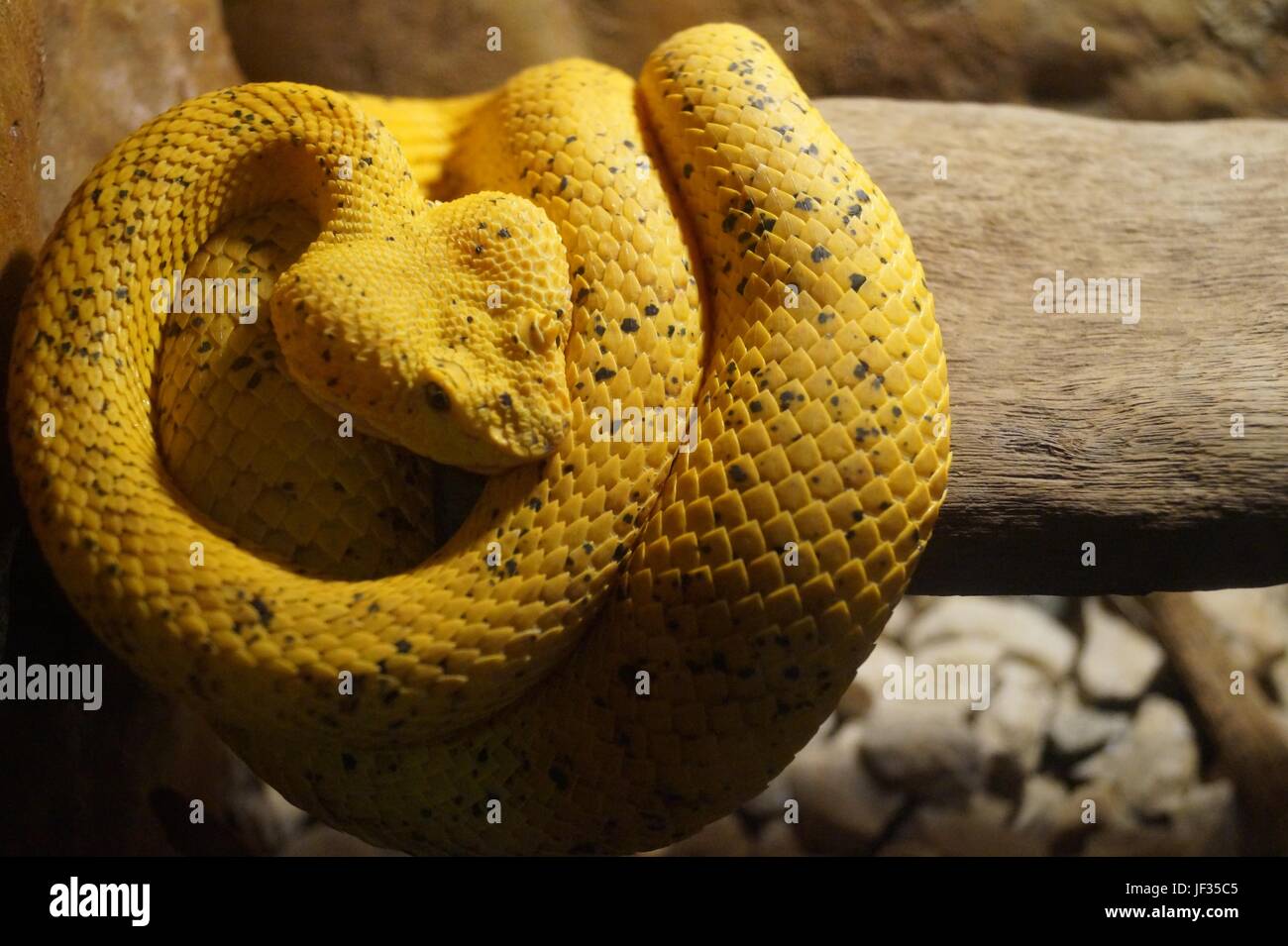 visions of costa rica reptile viper snake Stock Photo - Alamy