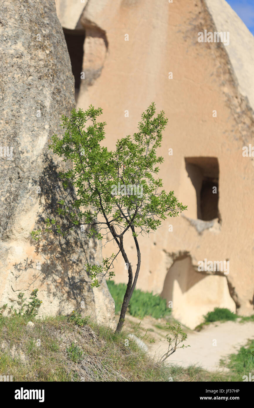 Vertical shot of small tree growing in front of cave church in ...