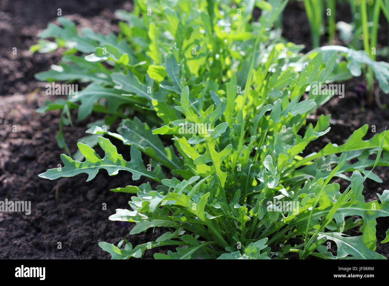 Arugula plant growing in organic vegetable garden Stock Photo - Alamy