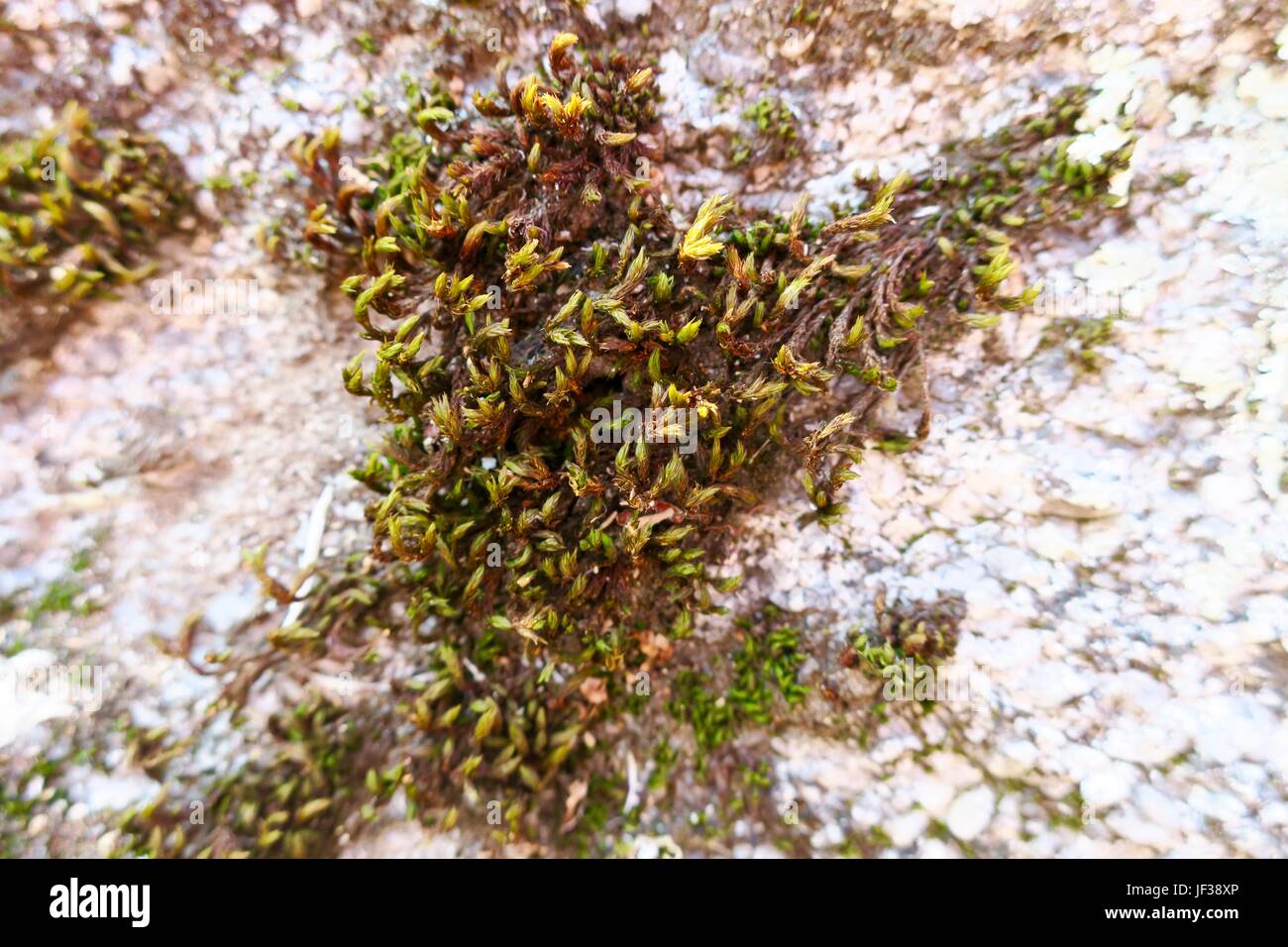 Clump of moss hi-res stock photography and images - Alamy