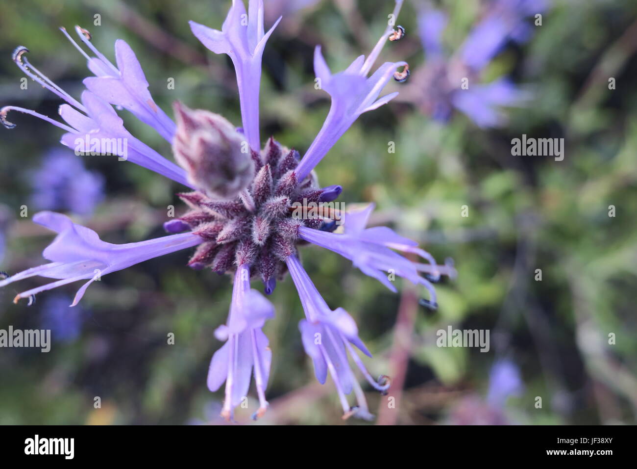 violet fragrant sage flower Stock Photo - Alamy