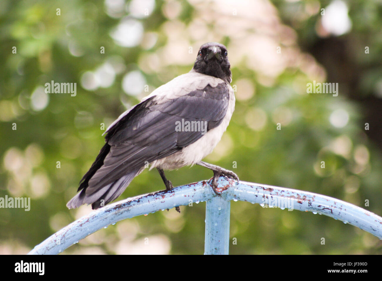 Crows on the playing Photo for your design Stock Photo - Alamy