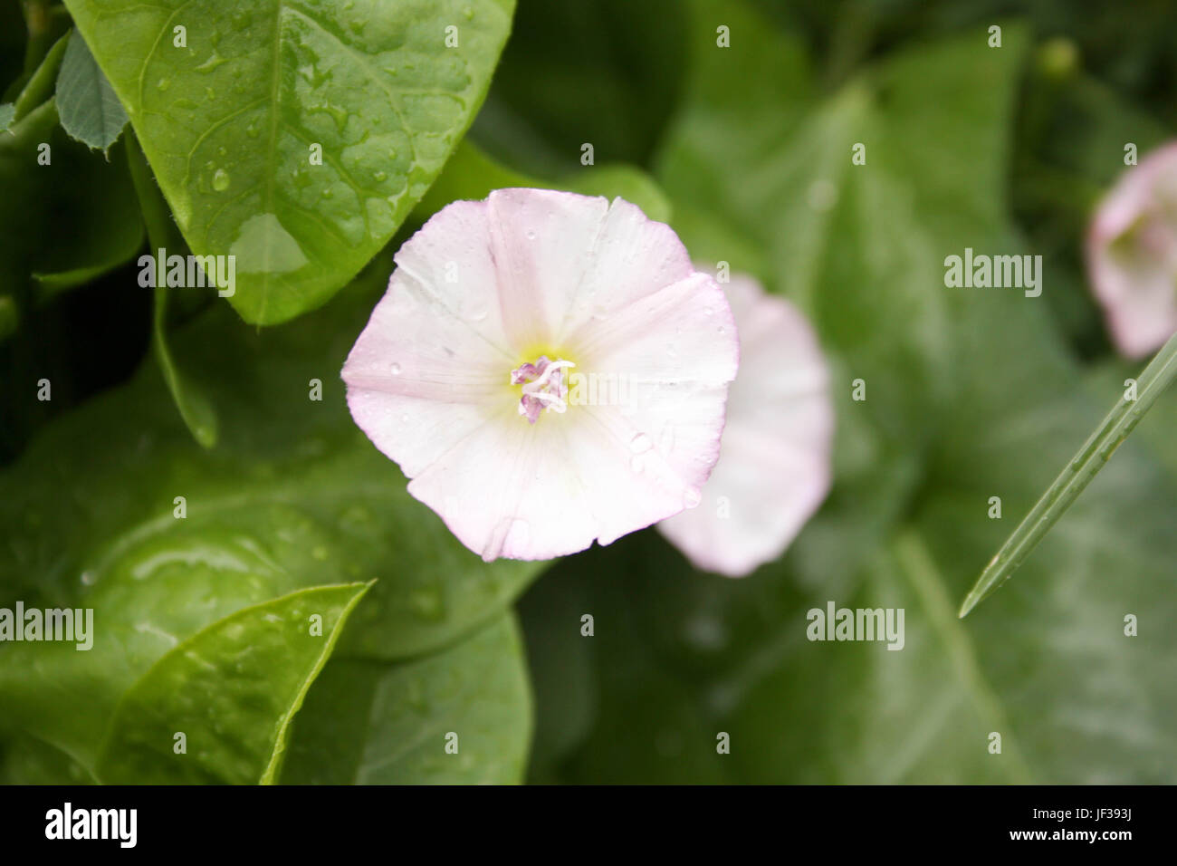 Loach flowers hi-res stock photography and images - Alamy