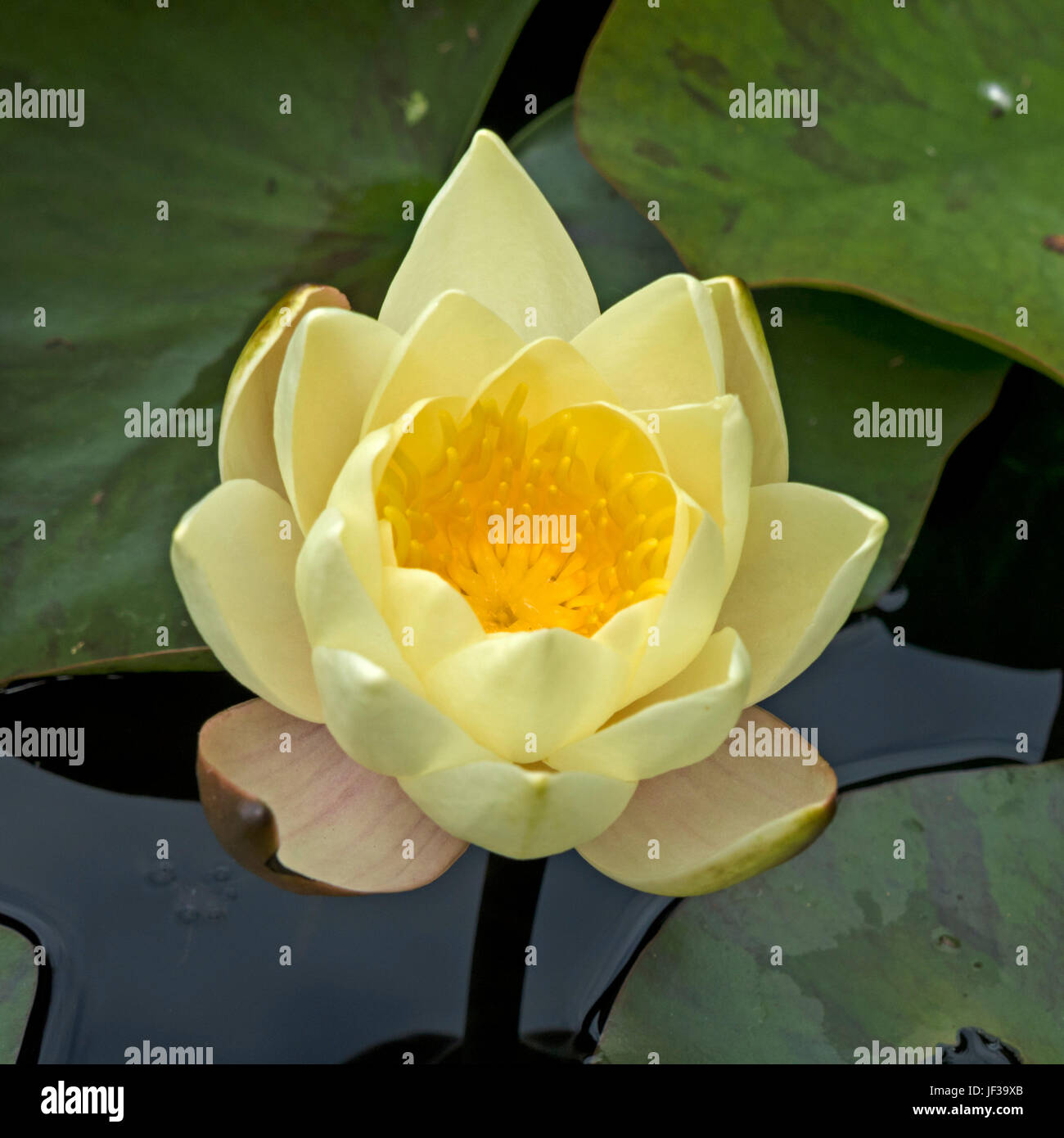 Yellow water lily hi-res stock photography and images - Alamy