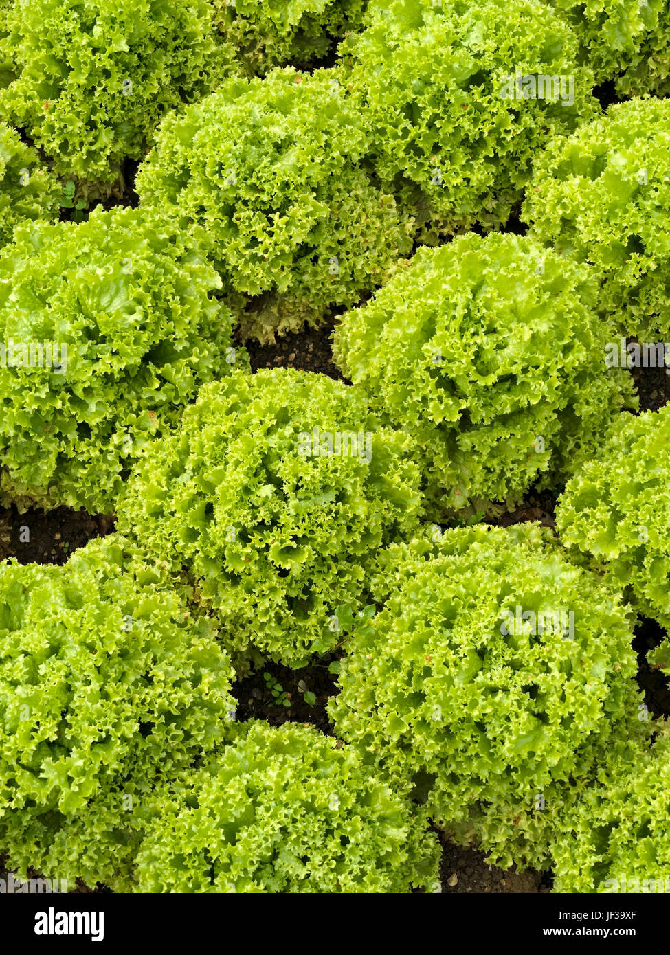 Lollo bionda curly leaved green coral lettuces growing in dense rows in ...