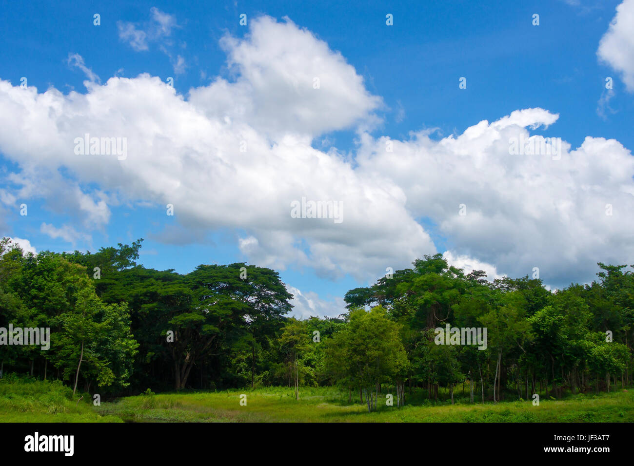 Big tree in the forest Sky backdrop with cloud cover Stock Photo - Alamy