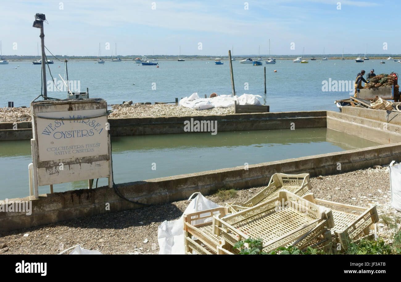 West Mersea oyster farm Stock Photo - Alamy