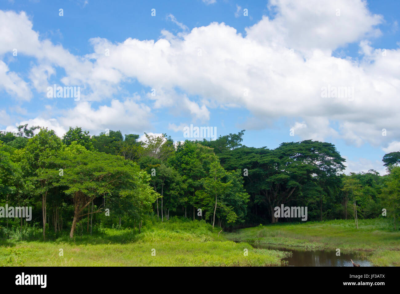 Big tree in the forest Sky backdrop with cloud cover Stock Photo - Alamy