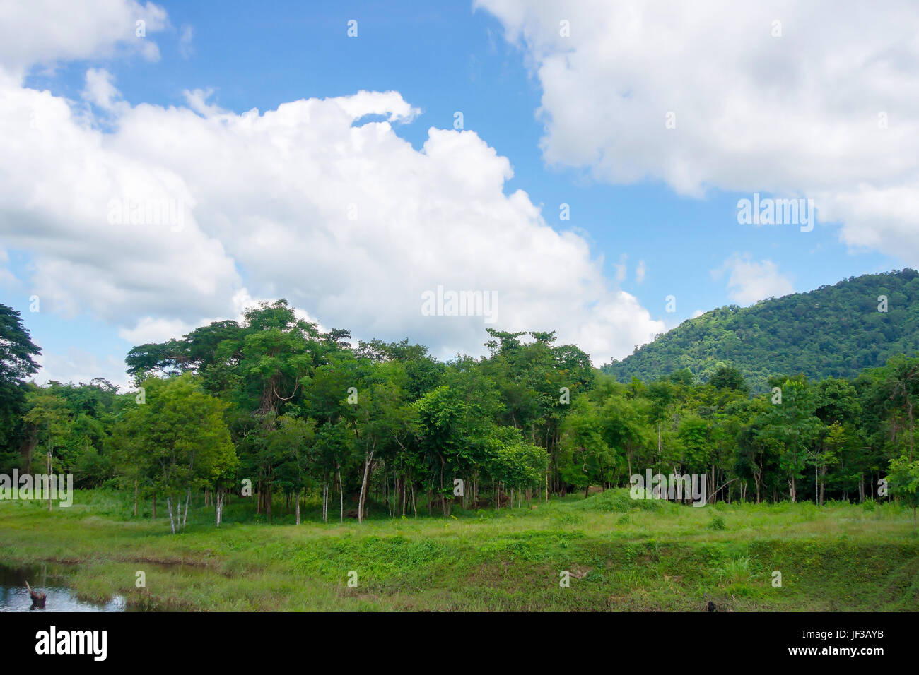 Big tree in the forest Sky backdrop with cloud cover Stock Photo - Alamy
