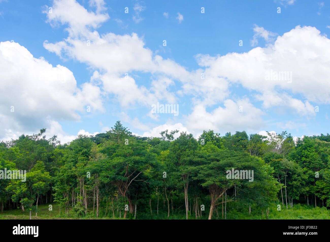 Big blue abstract flower hi-res stock photography and images - Alamy