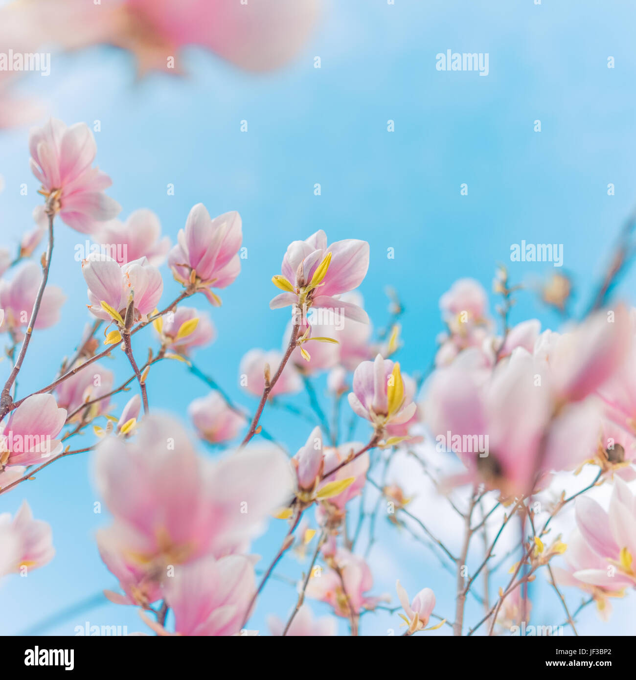 Amazing spring flowers background. Bright and soft spring summer ...