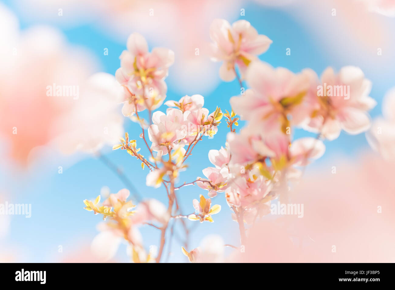 Amazing spring flowers background. Bright and soft spring summer ...