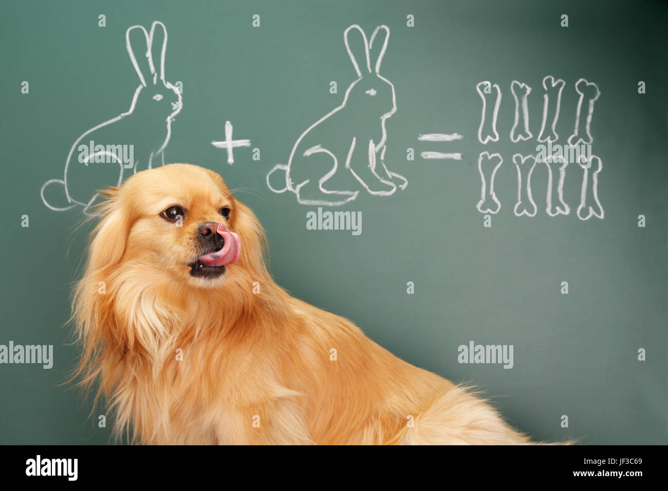 Education idea joke with funny dog studying mathematics. Focus on eyes ...