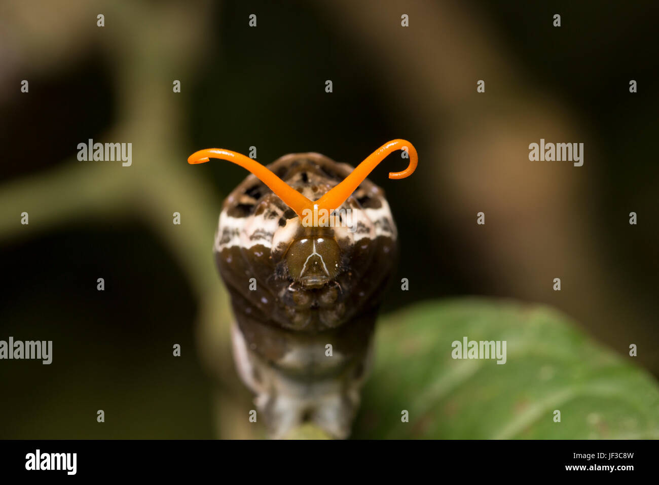 Swallowtail larva hi-res stock photography and images - Alamy
