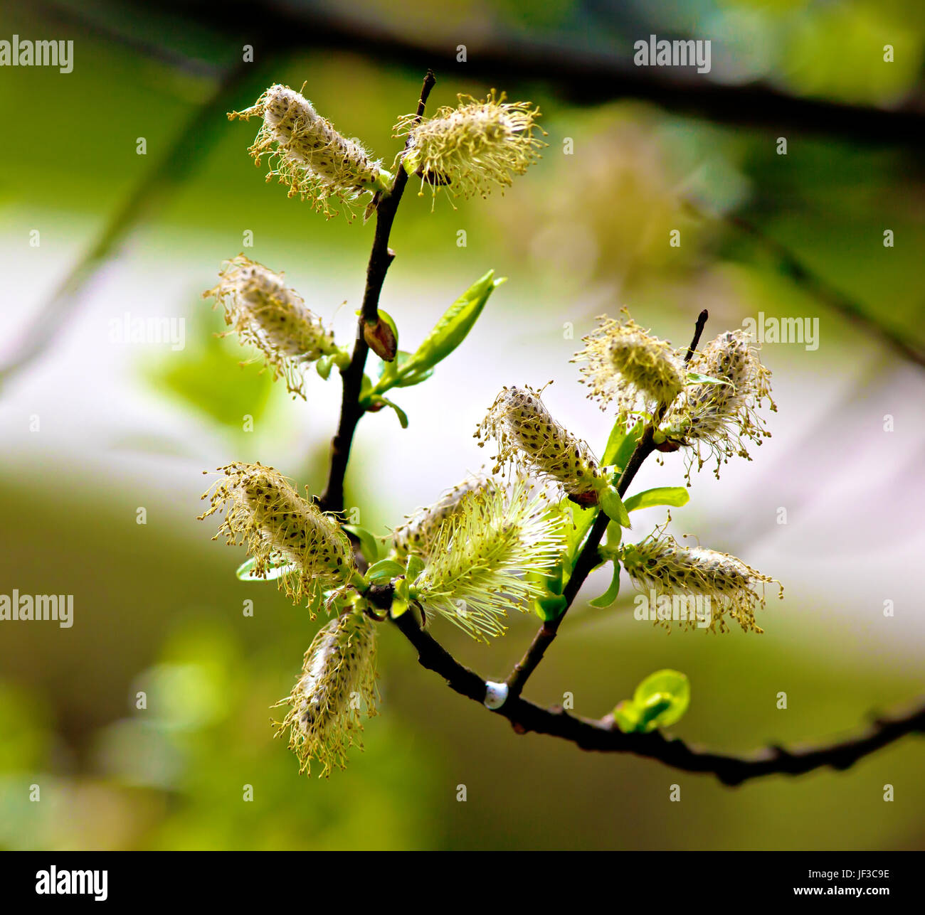 Flowers willow spring (Salix) in the garden Stock Photo - Alamy