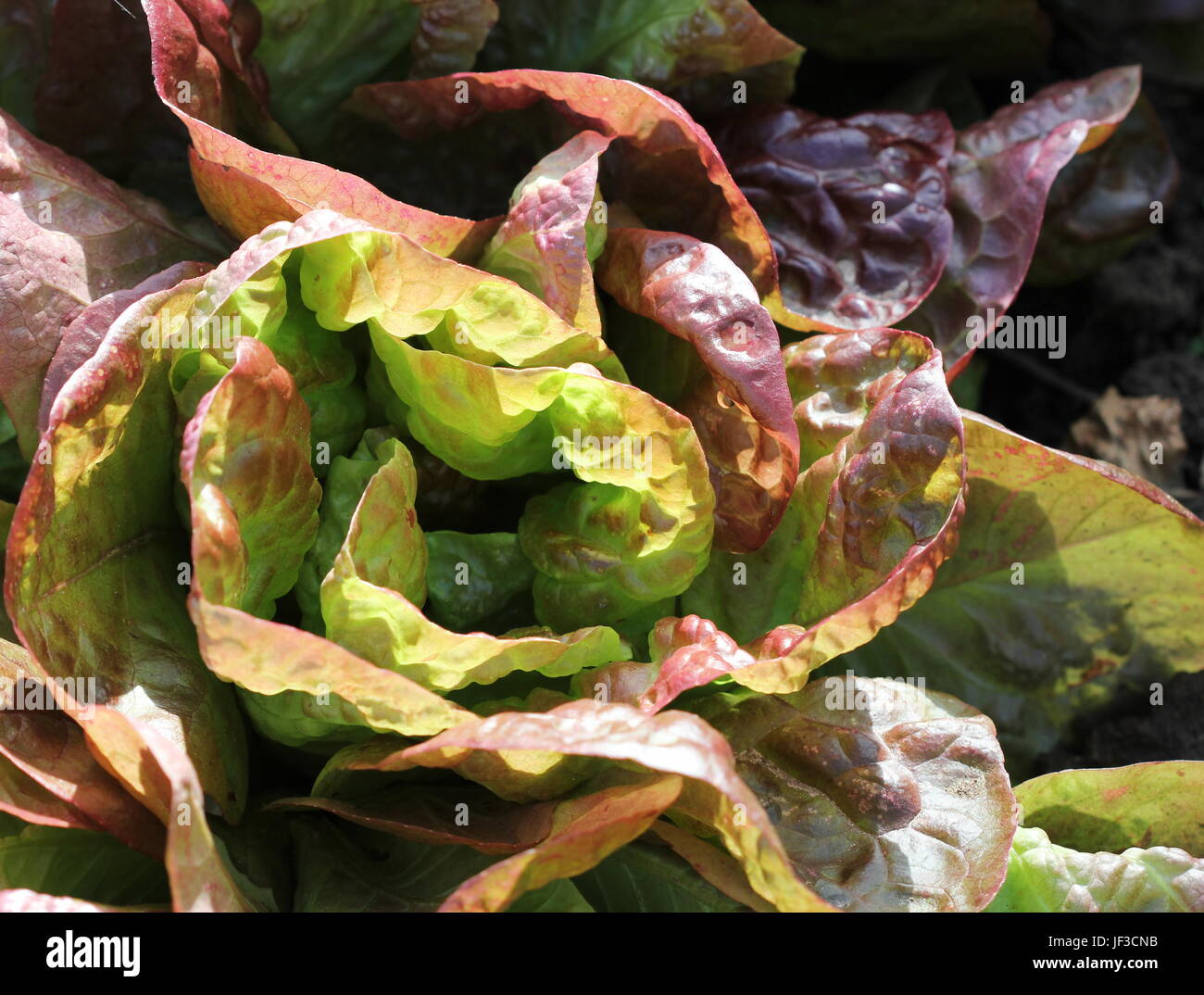 Red lettuce seed hi-res stock photography and images - Alamy
