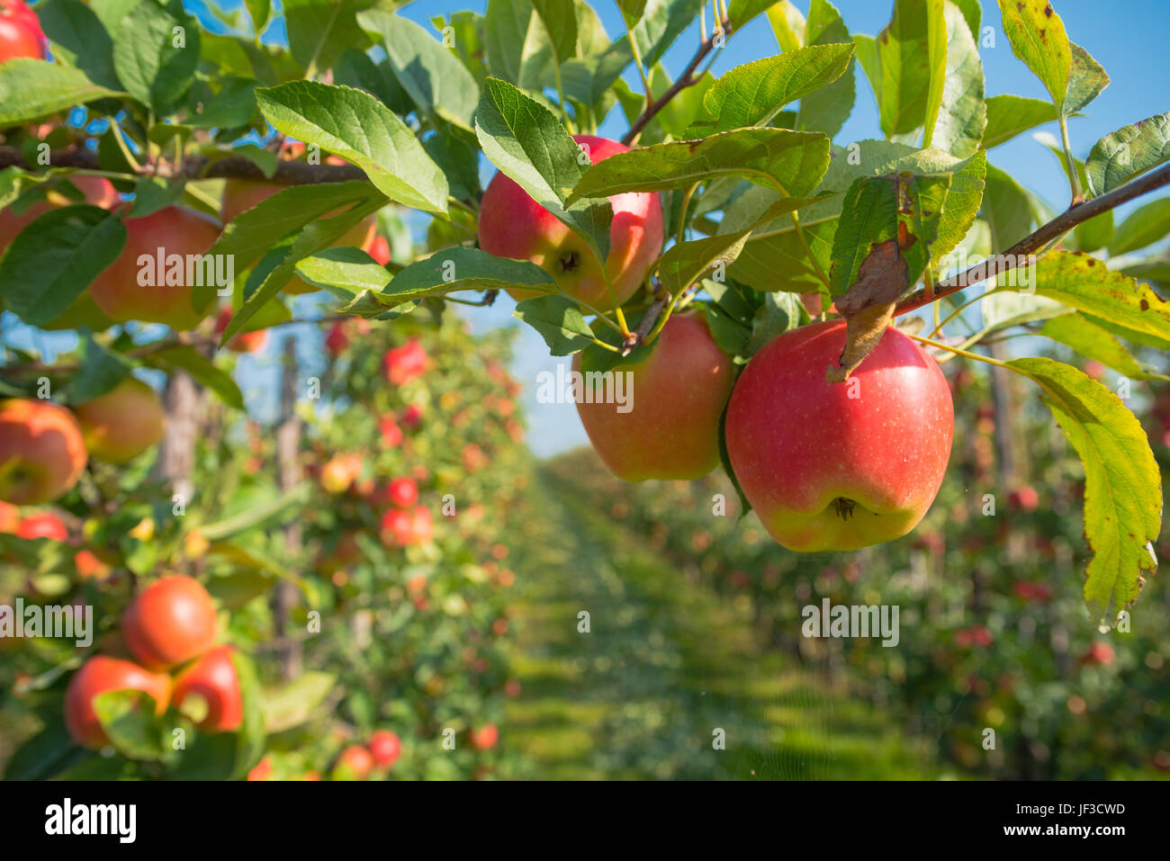 trees full with ripe red apples in the netherlands Stock Photo - Alamy