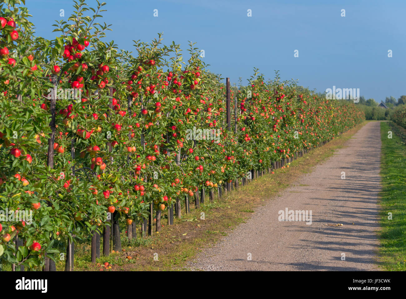trees full with ripe red apples in the netherlands Stock Photo - Alamy