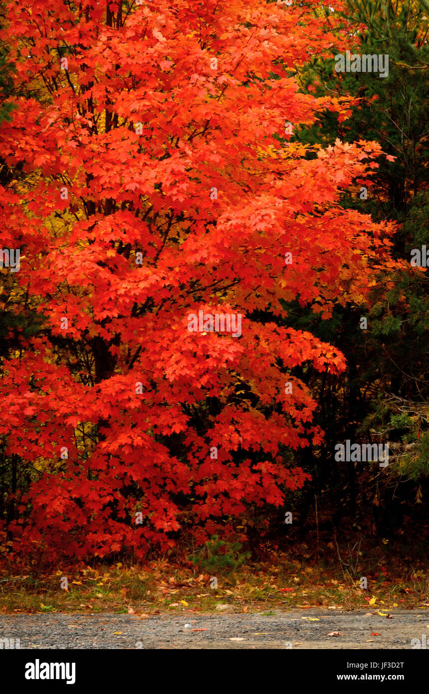 Tree beside the road hi-res stock photography and images - Alamy