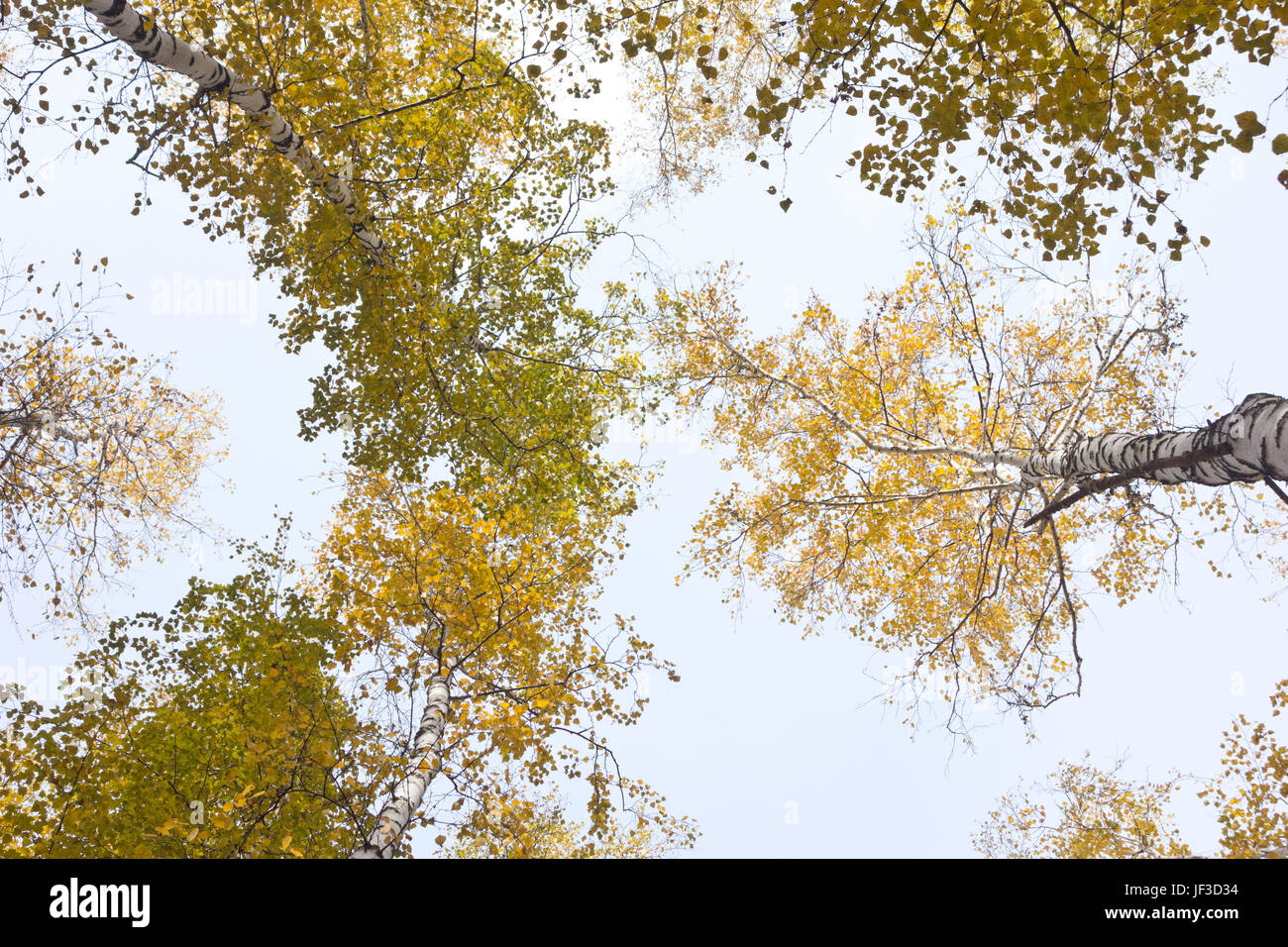 looking up in forest Stock Photo - Alamy