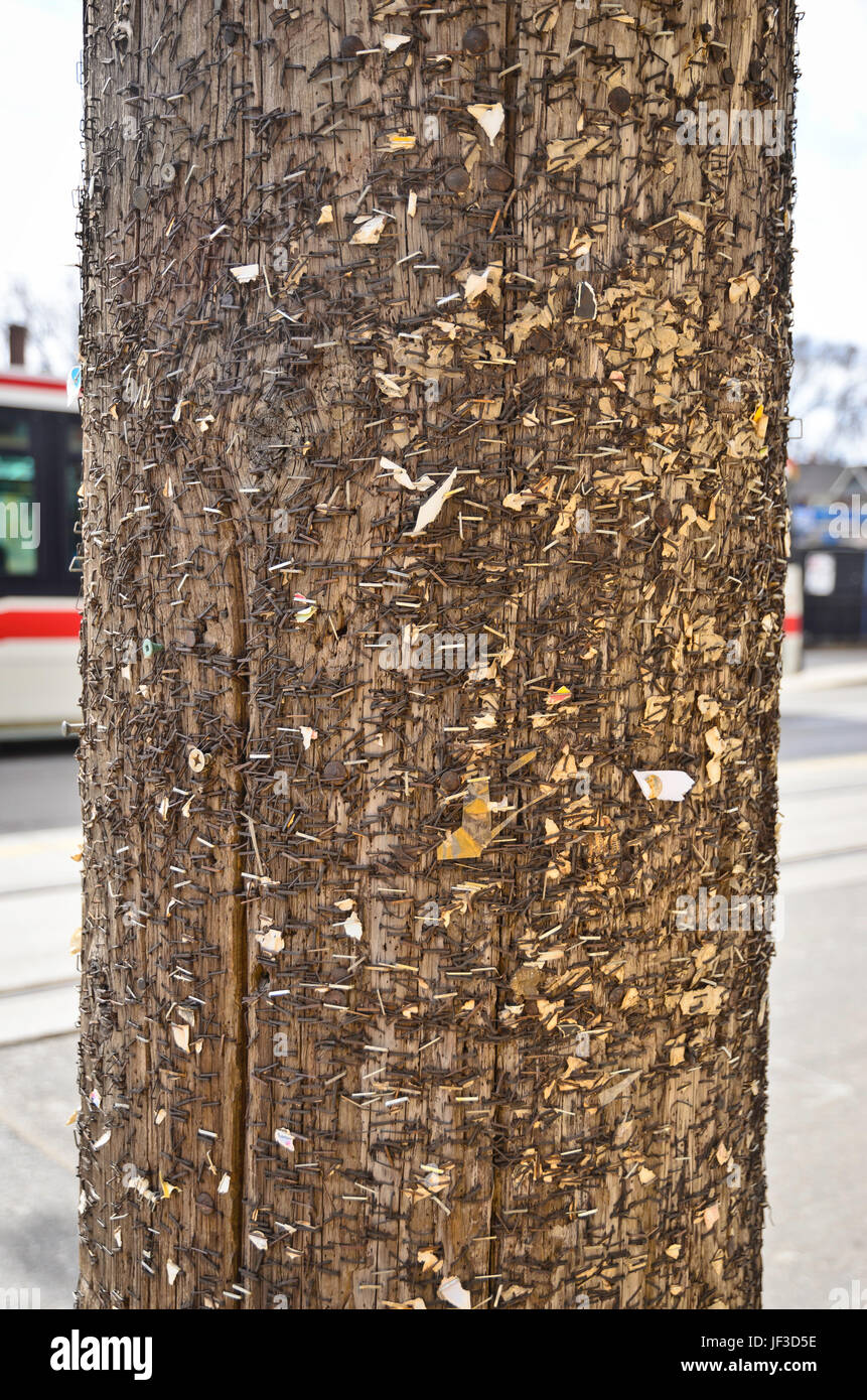 staple studded utility pole close up Stock Photo - Alamy